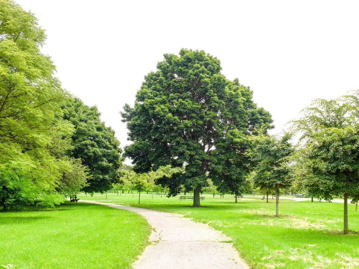 Chicago Lawn | Chicago Beautiful